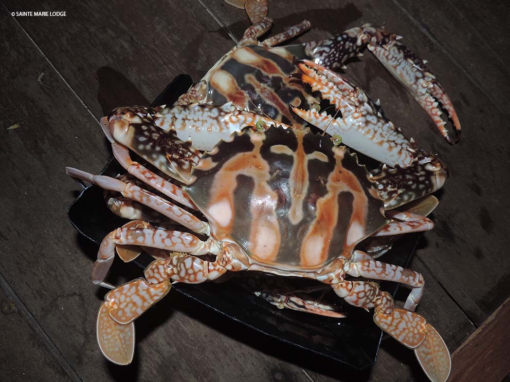 Charybdis feriata (Linnaeus, 1758)