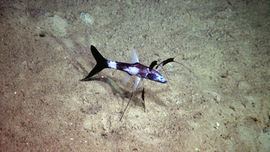 Deepsea Tripod Fishes (Ipnopidae) - Marine Life Identification