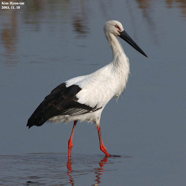 Ciconia boyciana (Philippines Birds) · iNaturalist
