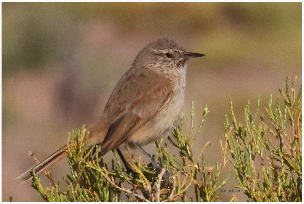 Canastero pálido (ESTEPA - Bahía Bustamante) · iNaturalist