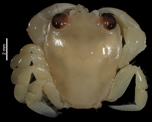 Brusinia profunda · iNaturalist