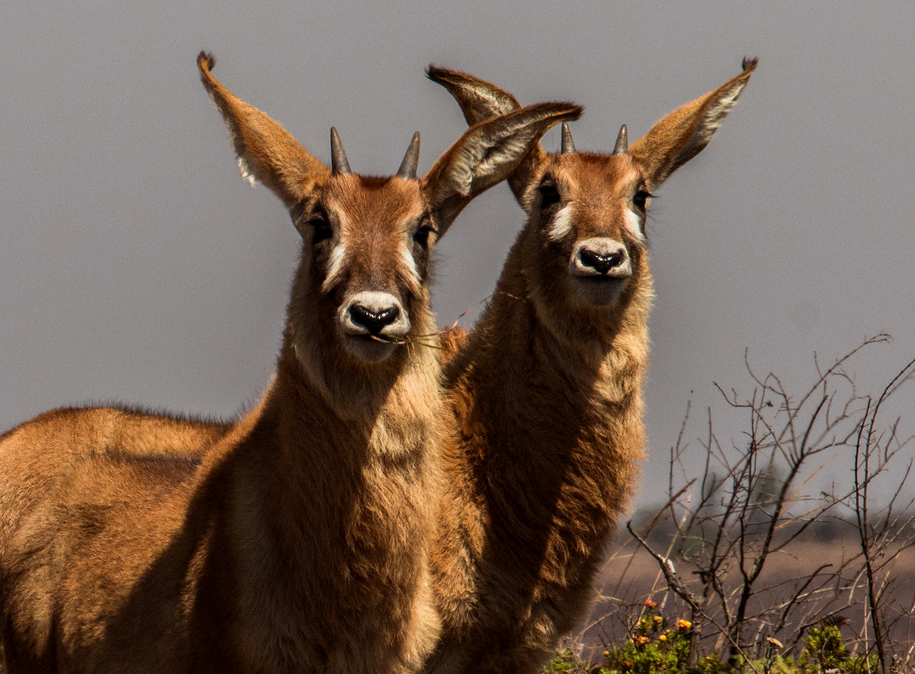 Roan Antelope Baby