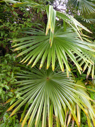 Palmera excelsa (Trachycarpus fortunei)