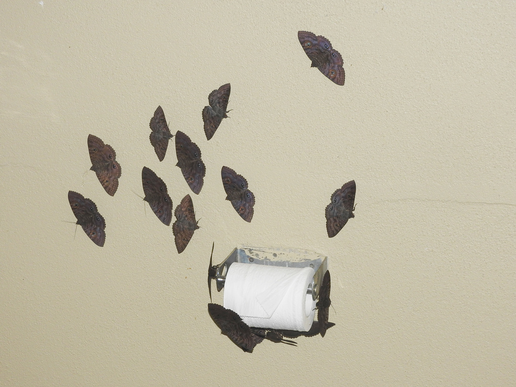 Granny's Cloak Moth from Gold Creek Reservoir, Brookfield on December ...