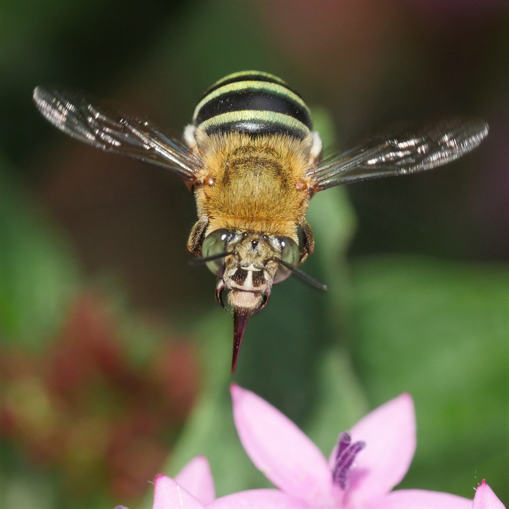 Blue-banded and Allied Digger Bees (Bee genera of southern Africa ...