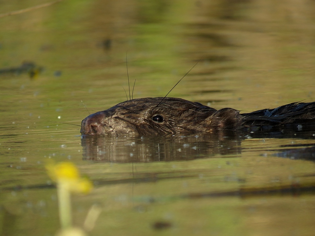Eurasian Beaver in May 2020 by Lola Smirnova · iNaturalist