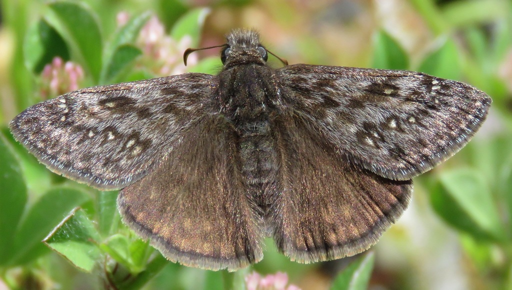 Propertius Duskywing from Lane, Oregon, United States on May 24, 2020 ...