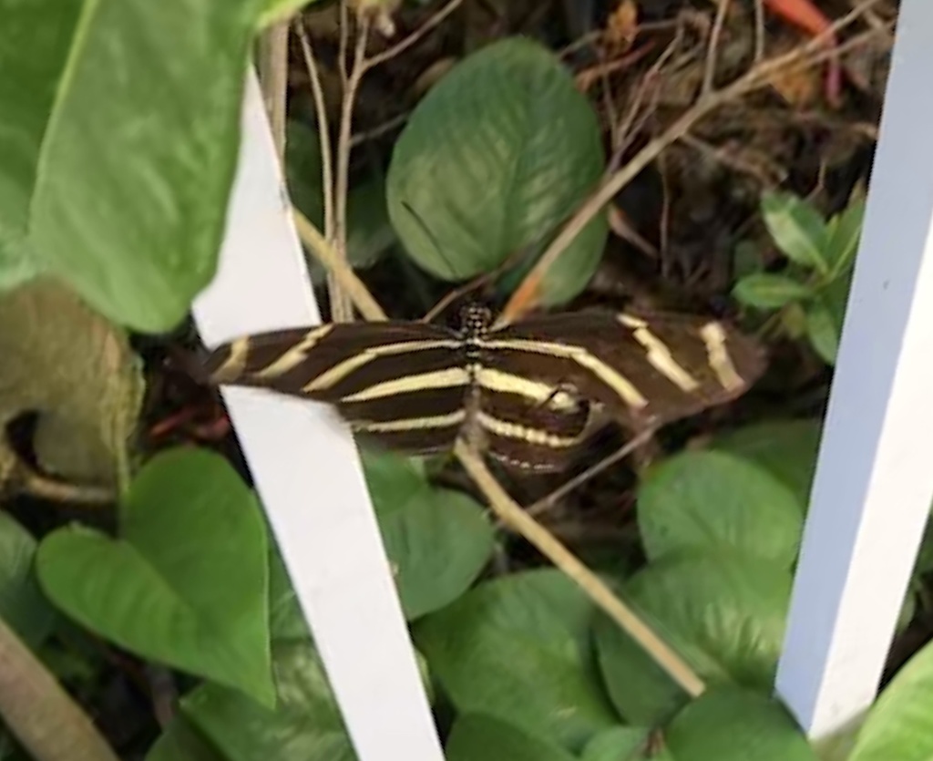 Zebra Longwing in May 2020 by Sara Burgoa · iNaturalist