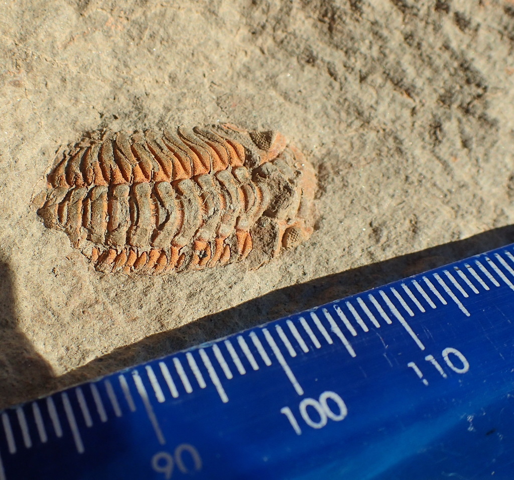 Phacopida in March 2018 by ferdivb. Trilobite with eyes, embedded in ...