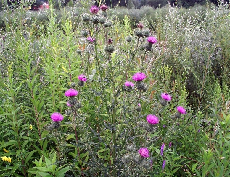 Bull Thistle from 05-230 Turów, Polska on May 28, 2020 at 02:27 PM by sweetmint · iNaturalist