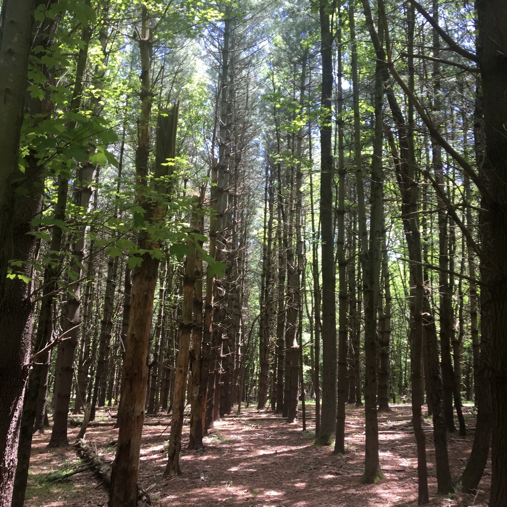 eastern white pine from Rock Creek Regional Park, Derwood, MD, US on ...