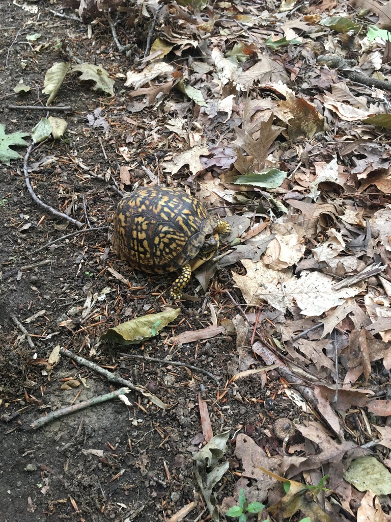 Eastern Box Turtle in May 2020 by janine_d · iNaturalist