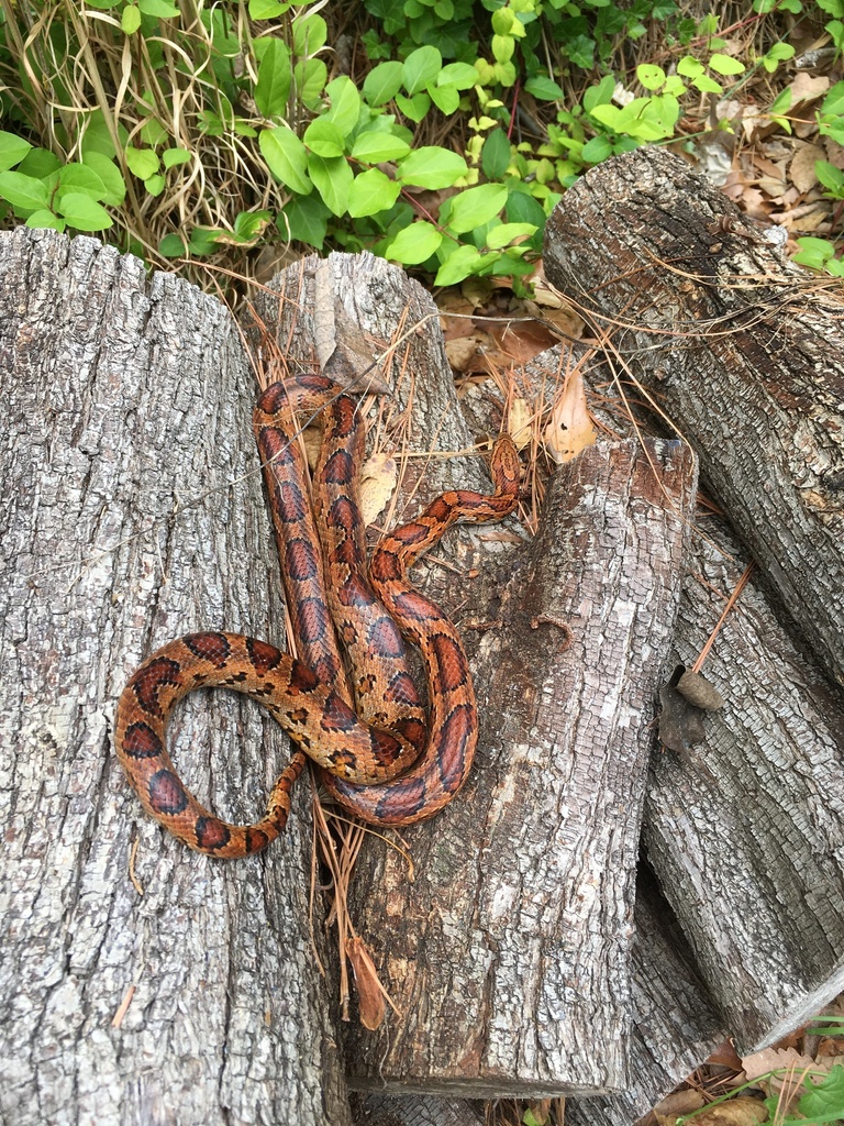 Corn Snake in May 2020 by emechner · iNaturalist