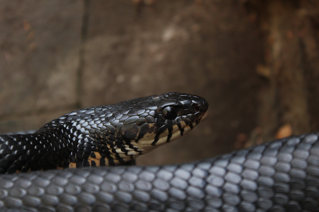 Mexican West Coast Indigo Snake from Atotonilco el Alto, MX-JA, MX on ...