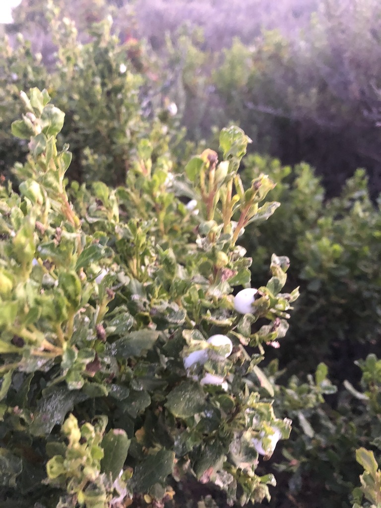 coyote brush from San Luis Obispo County, CA, USA on May 26, 2020 at 08 ...