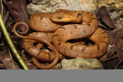 Northern Cat-eyed Snake (Leptodeira septentrionalis) - Snakes and Lizards