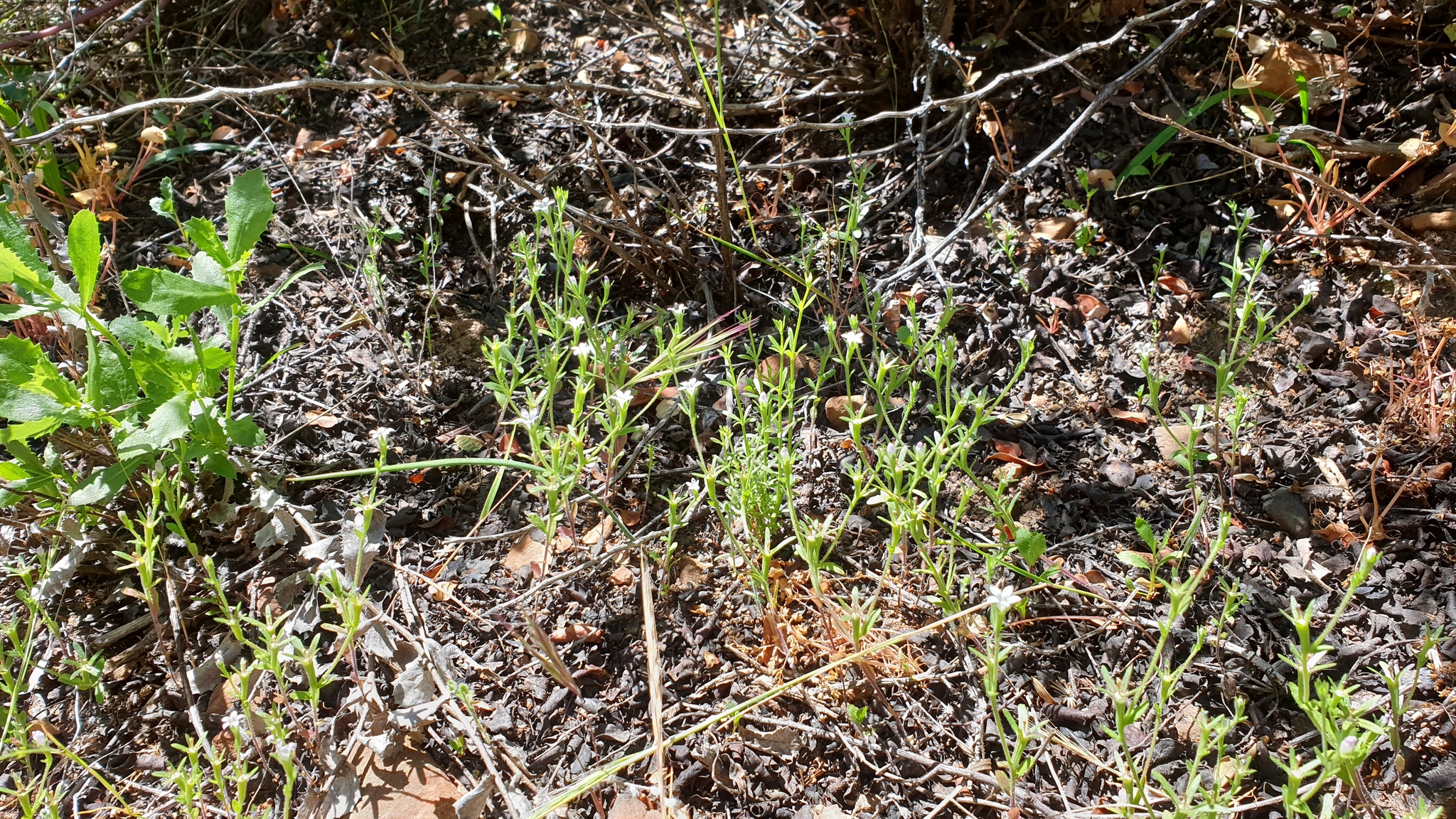 Githopsis diffusa A.Gray