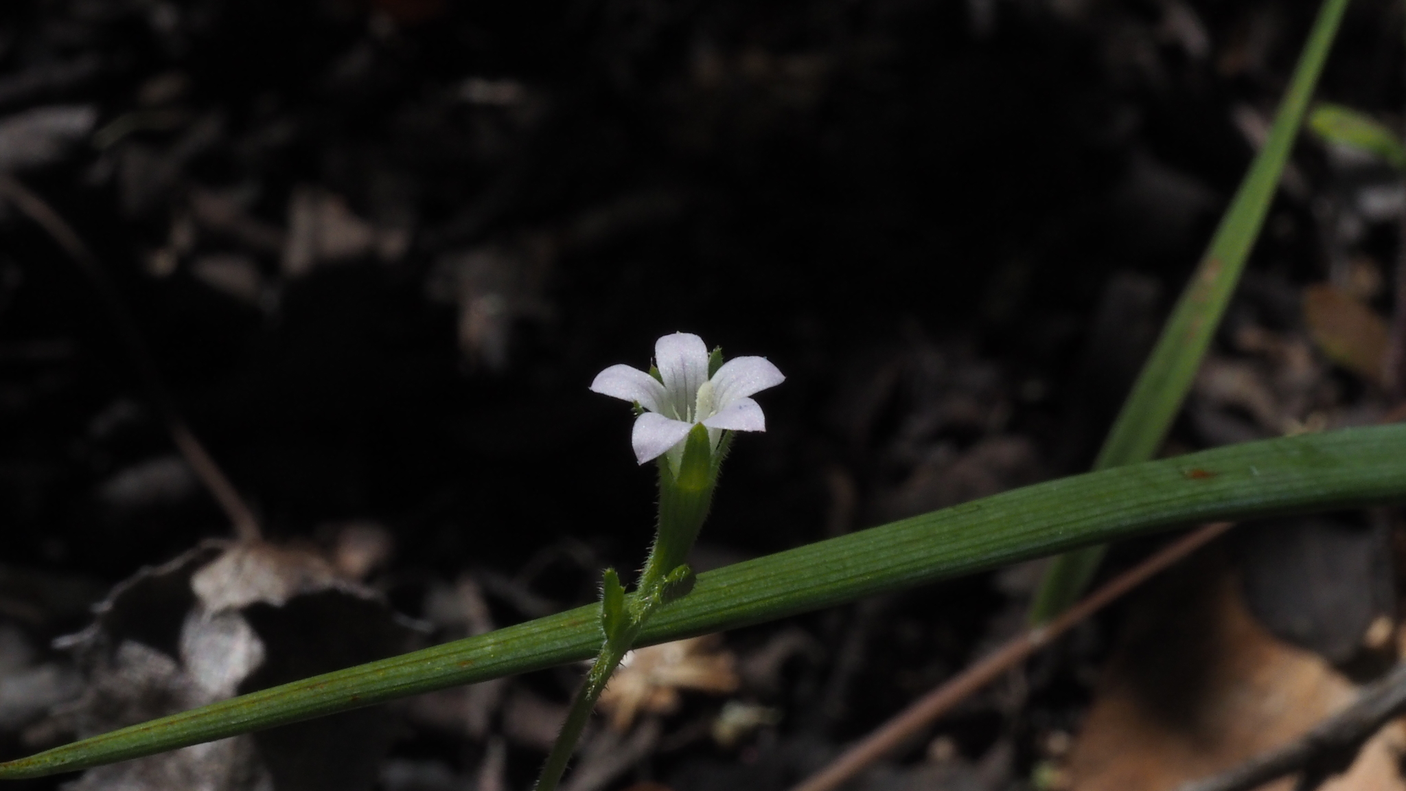 Githopsis diffusa A.Gray