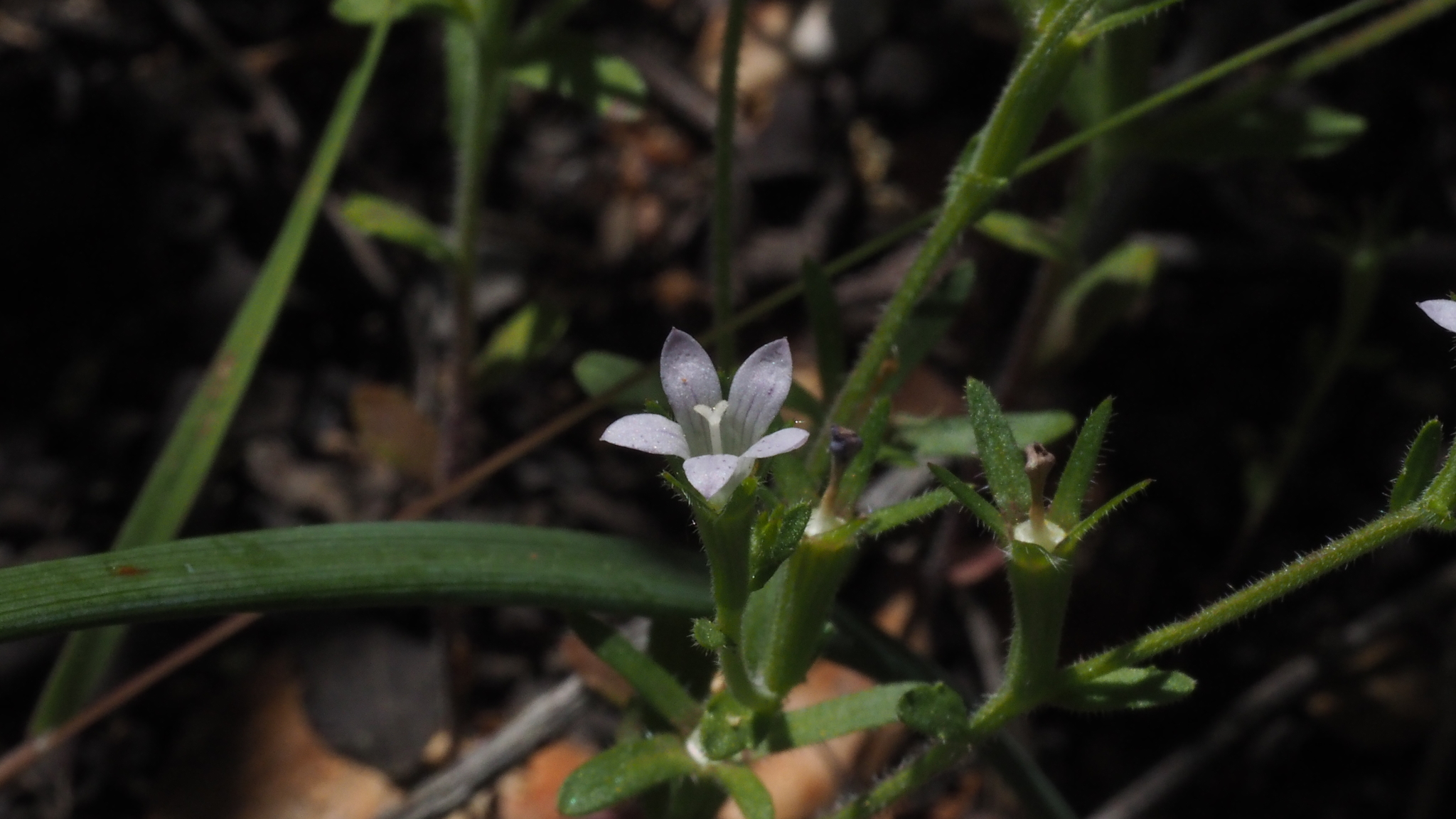 Githopsis diffusa A.Gray