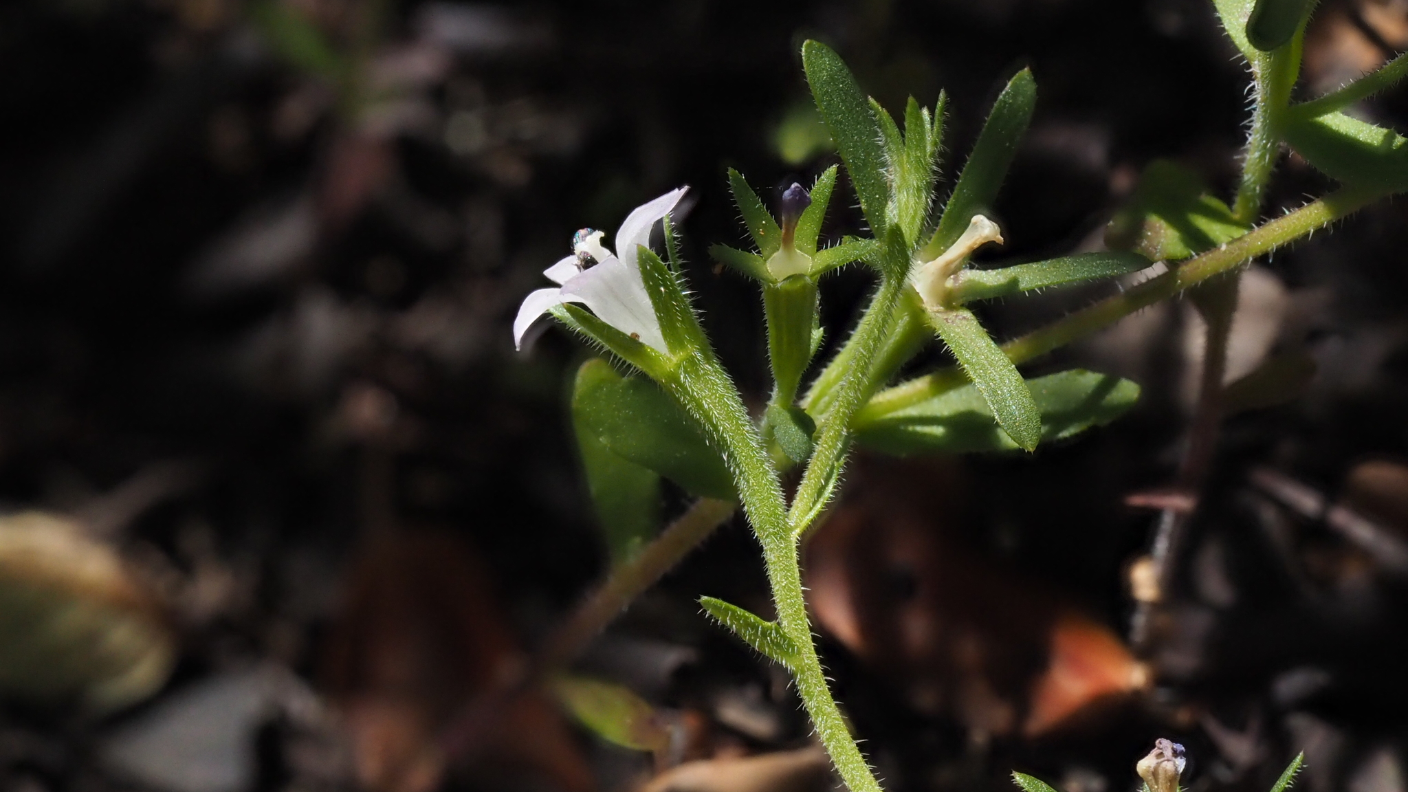 Githopsis diffusa A.Gray