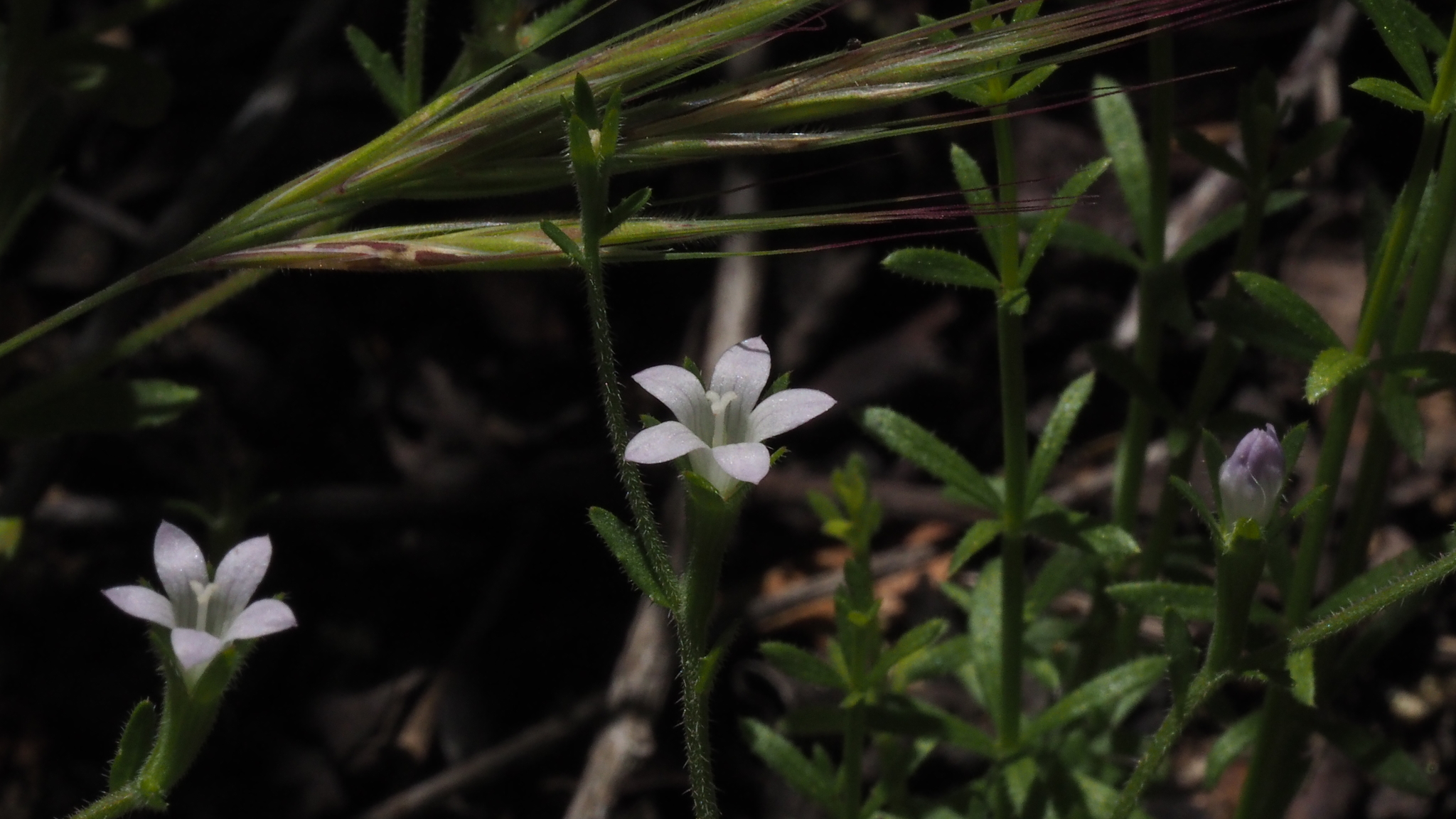 Githopsis diffusa A.Gray