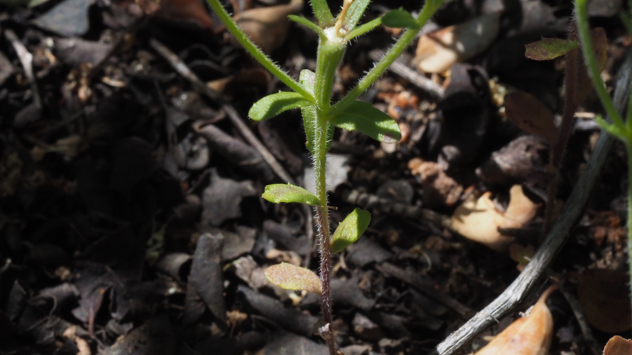 Githopsis diffusa A.Gray