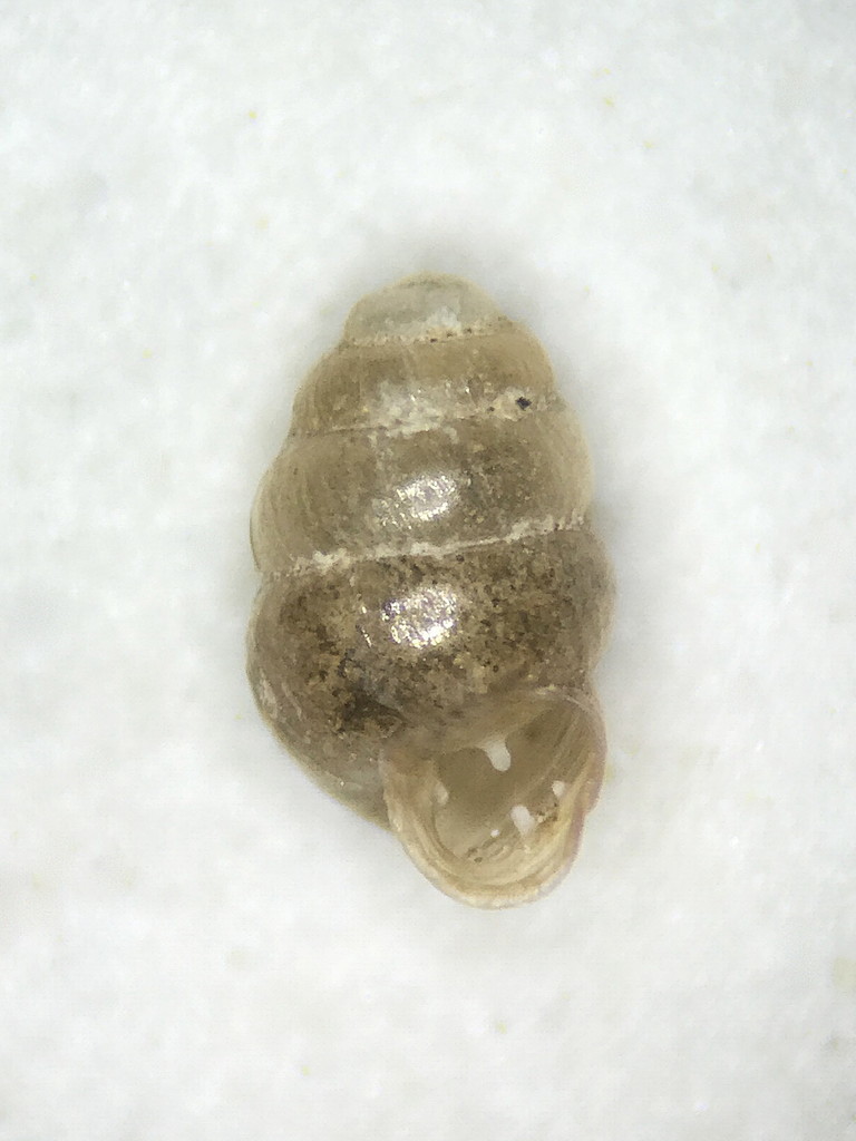 Honey Vertigo (Snails of Ontario) · iNaturalist