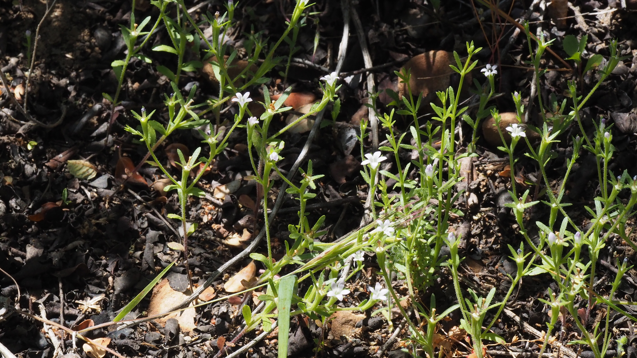 Githopsis diffusa A.Gray