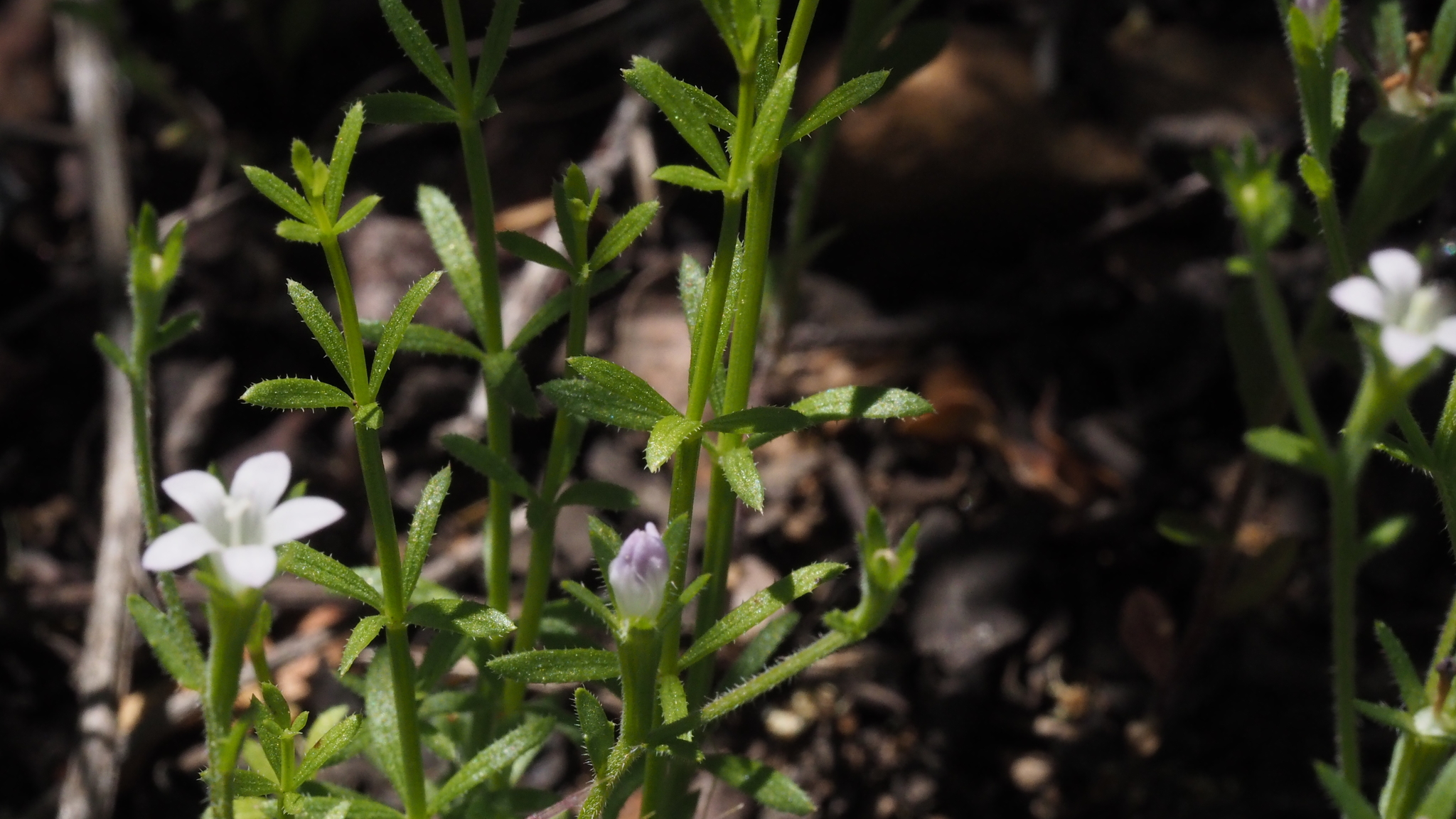 Githopsis diffusa A.Gray