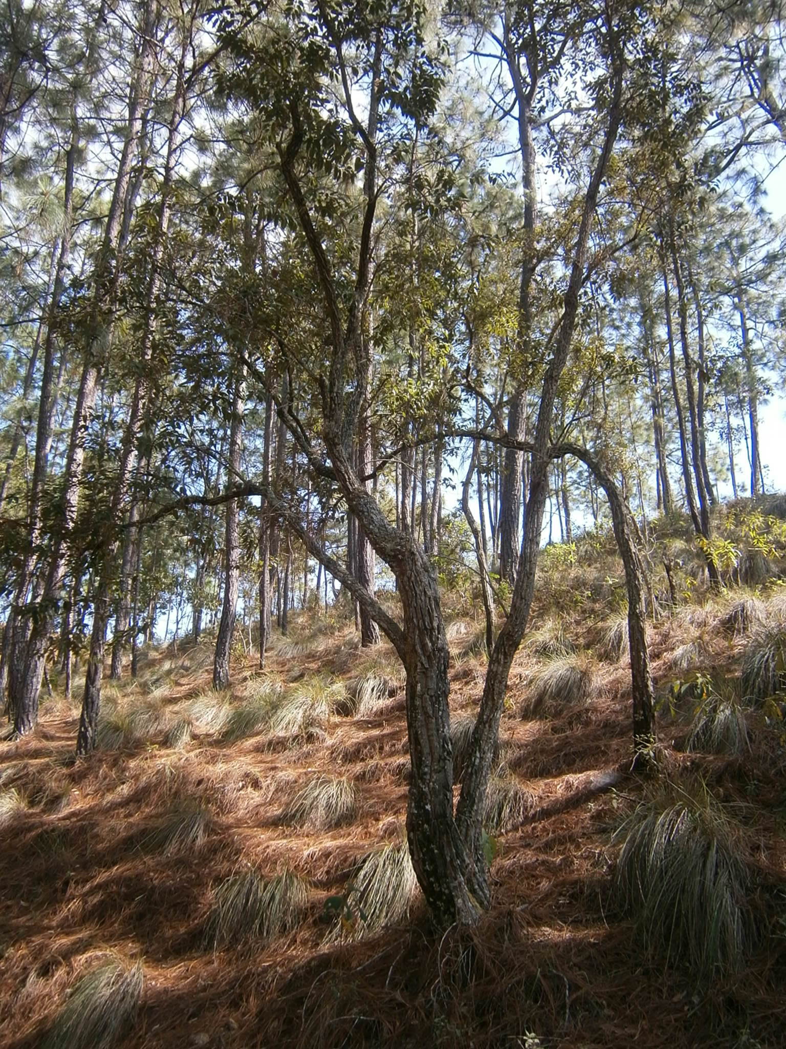 Agarista mexicana (Hemsl.) Judd