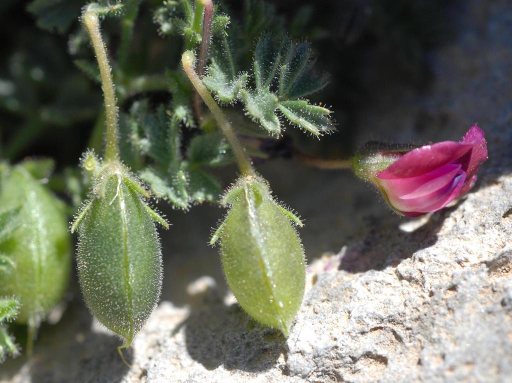 chickpea (Cicer arietinum) - Botanical Realm