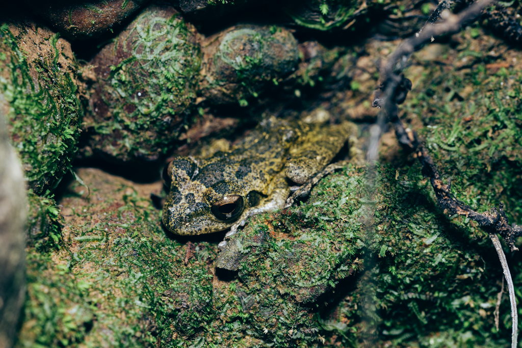 Robust Kajika Frog from 545台灣南投縣埔里鎮成功里 on April 30, 2020 at 09:29 PM by 鄭凱謙 · iNaturalist