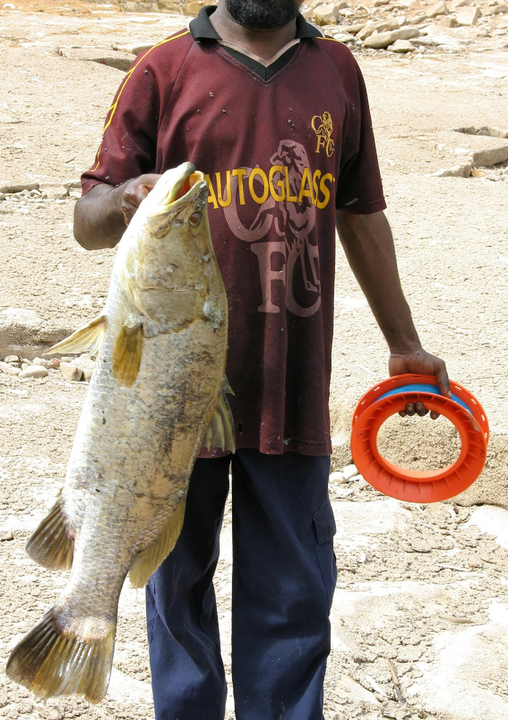 (Lates) - Marine Life Identification