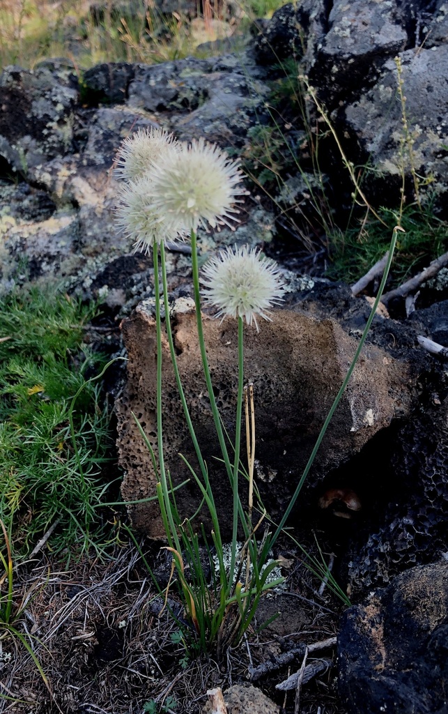 Allium schischkinii from Tariat, Mongolia on August 06, 2019 at 10:47 ...