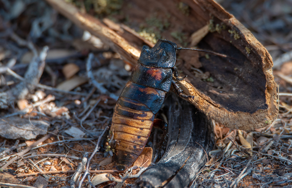 Madagascar Hissing Cockroach from Toliara II, Madagaskar on October 11 ...