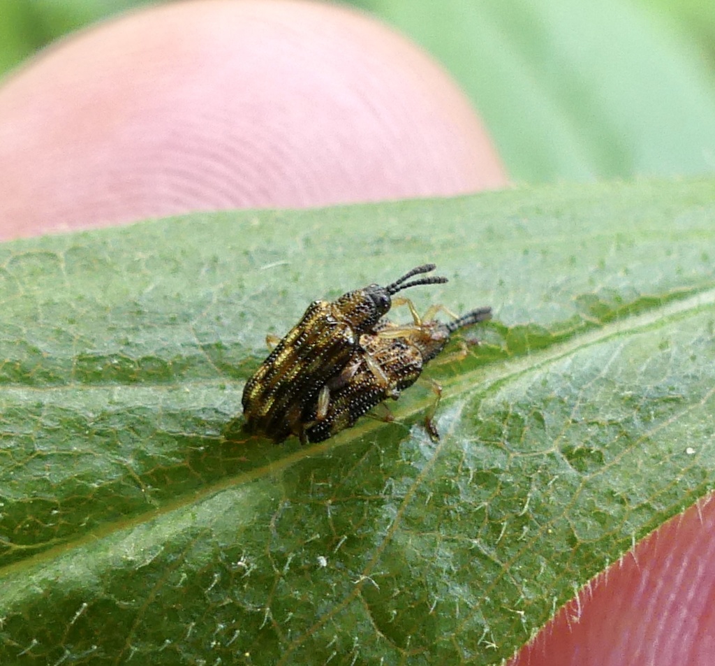 Unequal Tortoise Beetle from Lebanon, CT, US on May 24, 2020 at 06:04 ...