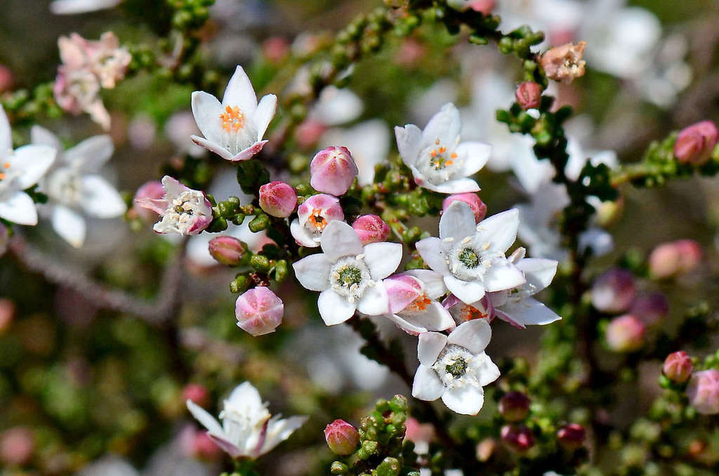 Philotheca angustifolia angustifolia from Little Desert VIC 3418 ...