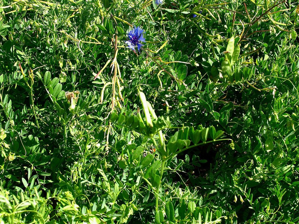 Vetches (Vicia) - Botanical Realm