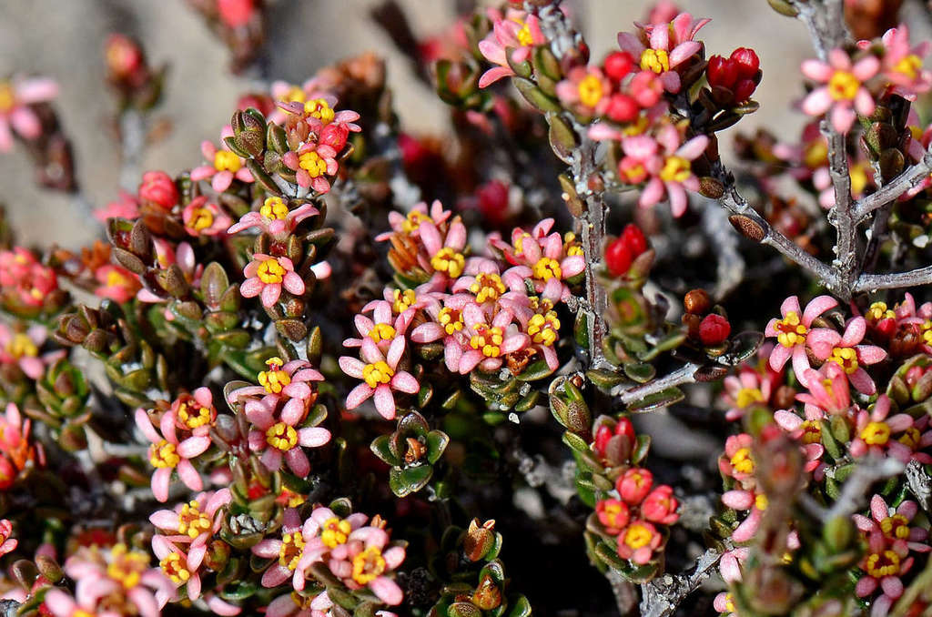 picrodendron family (Picrodendraceae) - Botanical Realm