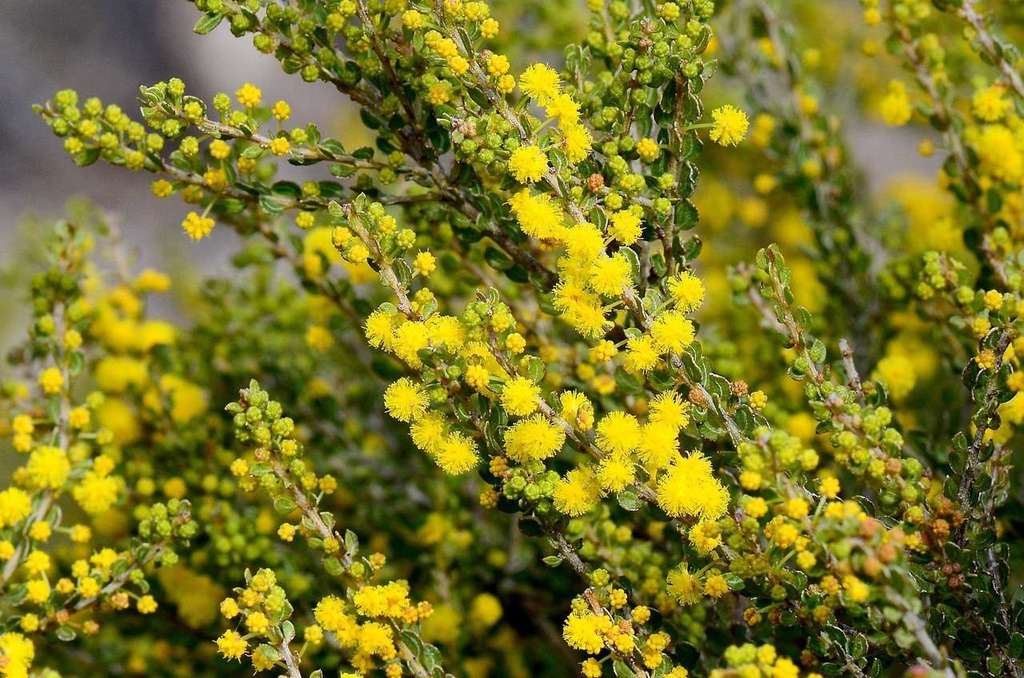 Hairy-pod Wattle (Native Flora of the Victorian Volcanic Plains Part 1 ...