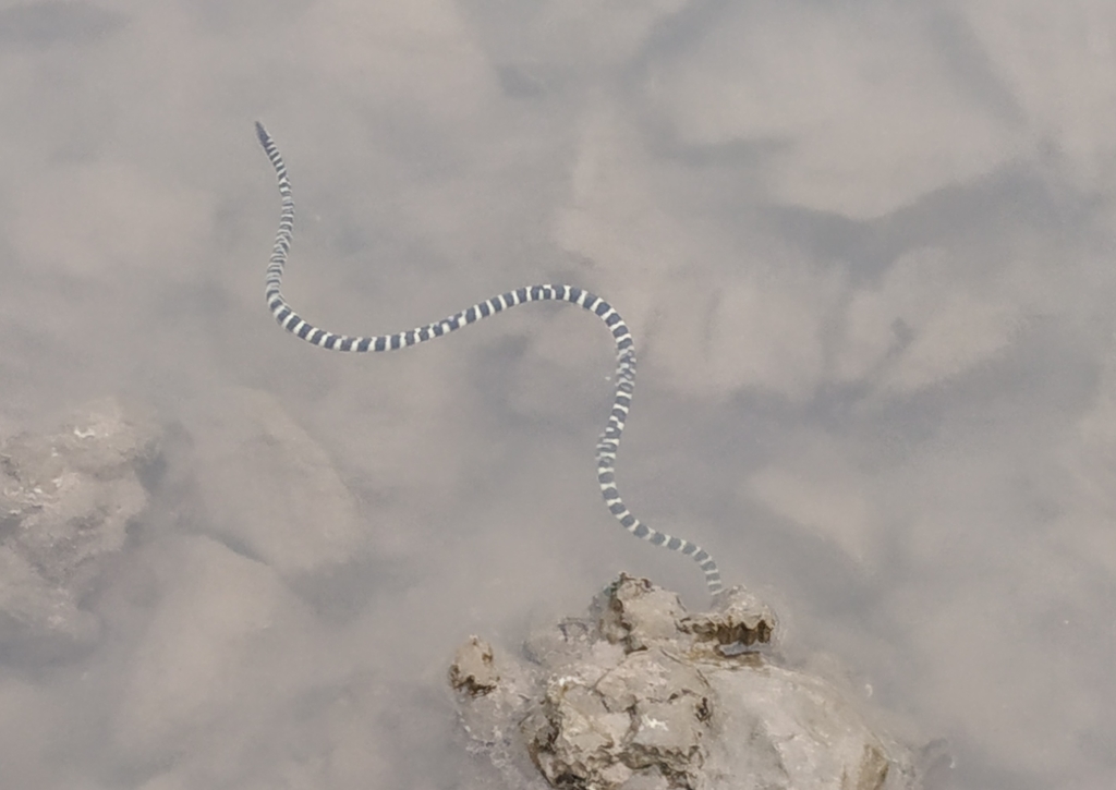 Annulated Sea Snake from Bhuigaon Beach on November 15, 2019 at 05:26 ...