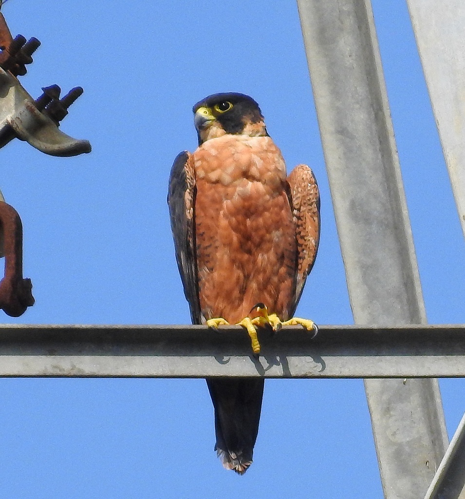 Shaheen Falcon (Falco peregrinus peregrinator) - Avian Discovery