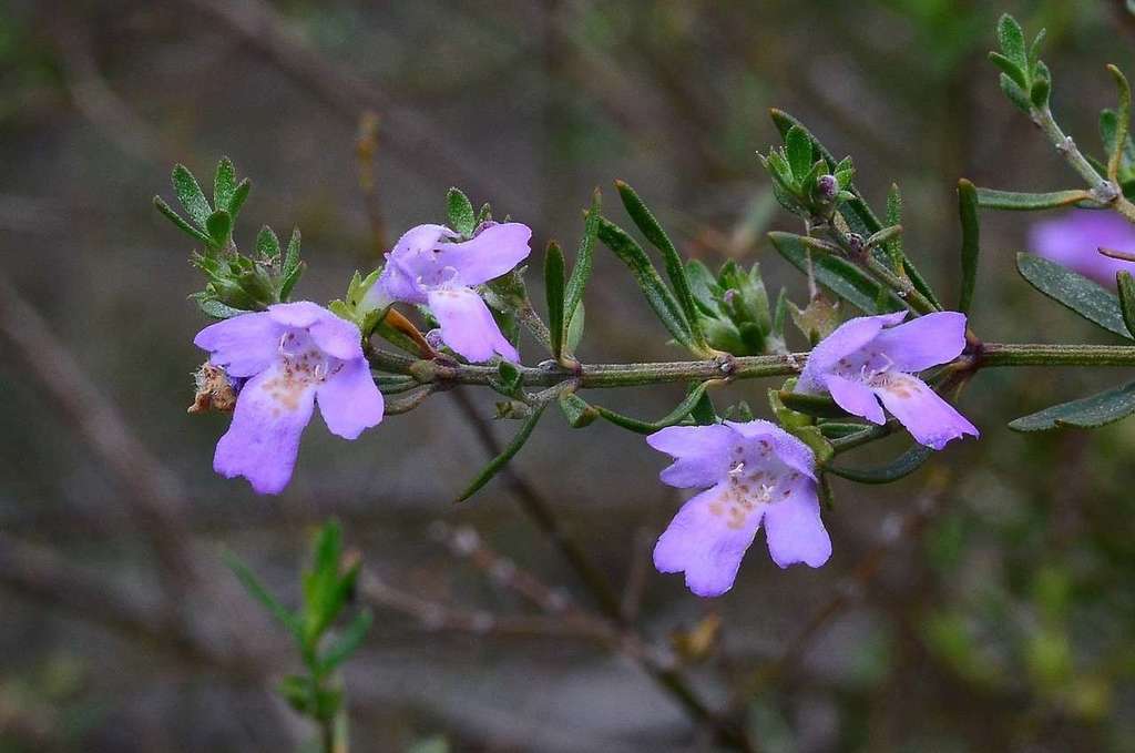 whipstick westringia (Westringia crassifolia) - Botanical Realm