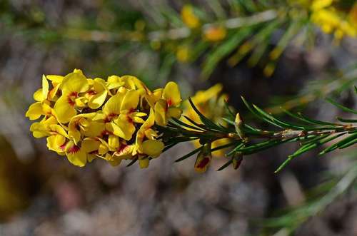 Dillwynia oreodoxa · iNaturalist