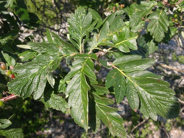 Swedish Service-tree (Flora of the Lower Mainland) · iNaturalist