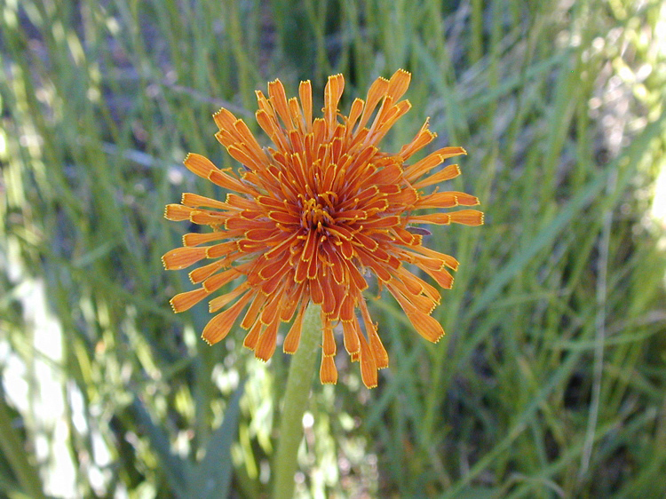 Orange Agoseris (Plants of Lone Mesa State Park) · iNaturalist