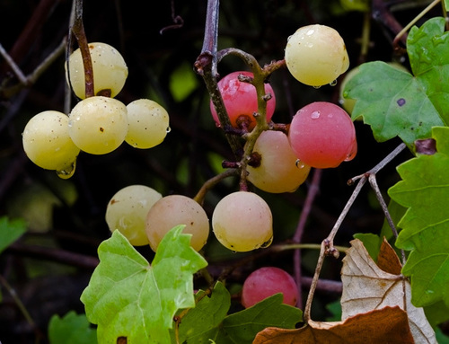 Muscadine (Flora and Fauna of North Carolina) · iNaturalist