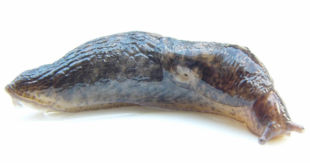 Milky Slug (Animals of the Lower Mainland) · iNaturalist
