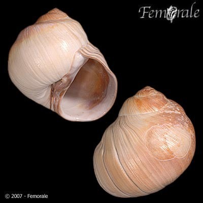 Lewis' Moon Snail (Animals of the Lower Mainland) · iNaturalist