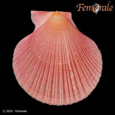 Chlamys rubida (Animals of the Lower Mainland) · iNaturalist